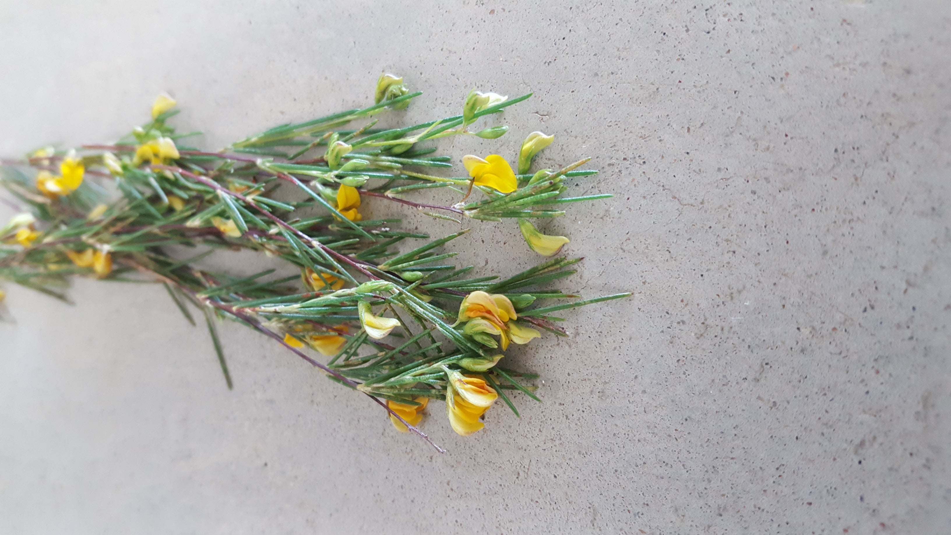 ROOIBOS – South African Fynbos