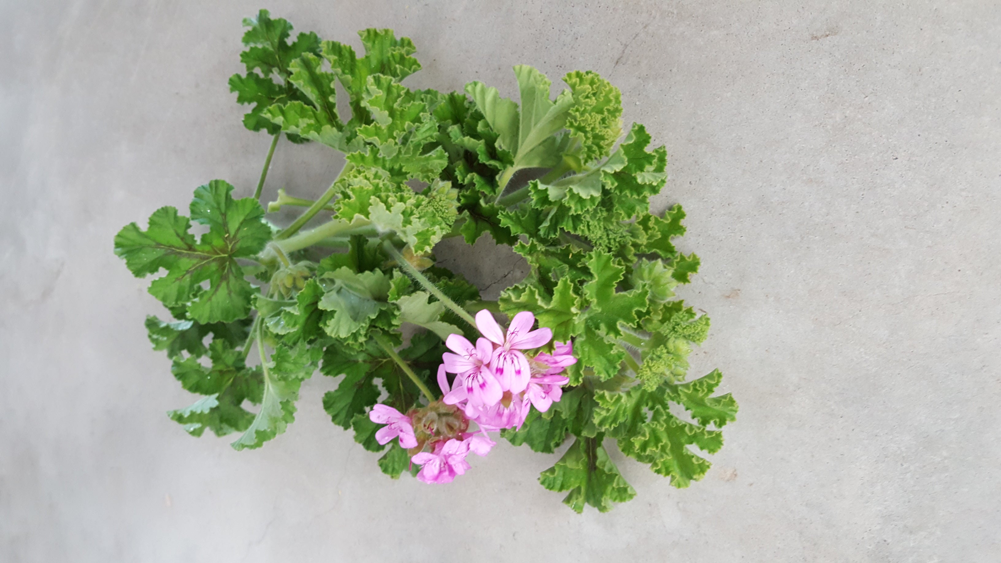 ROSE PELARGONIUM – South African Fynbos