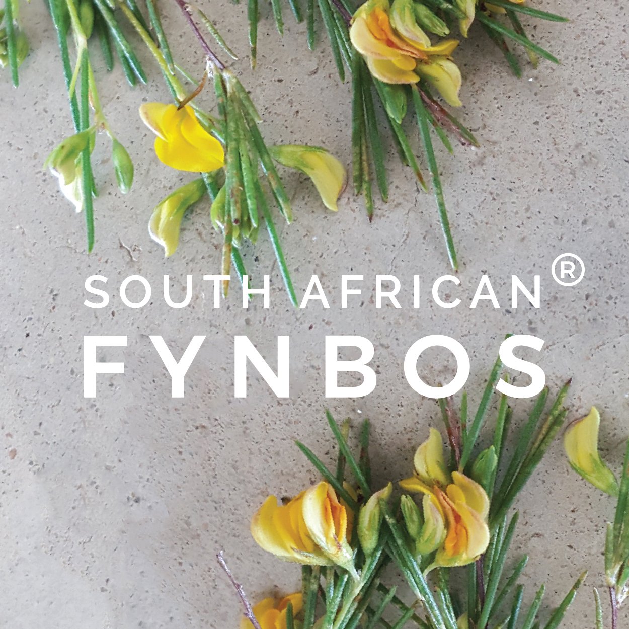 Widest Range of Fynbos Products – South African Fynbos